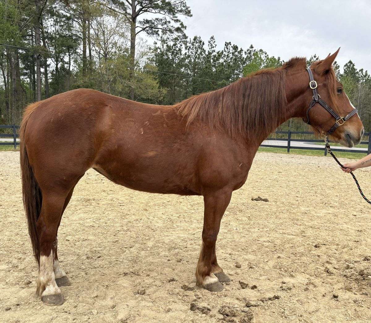 Belgian Morgan Mare