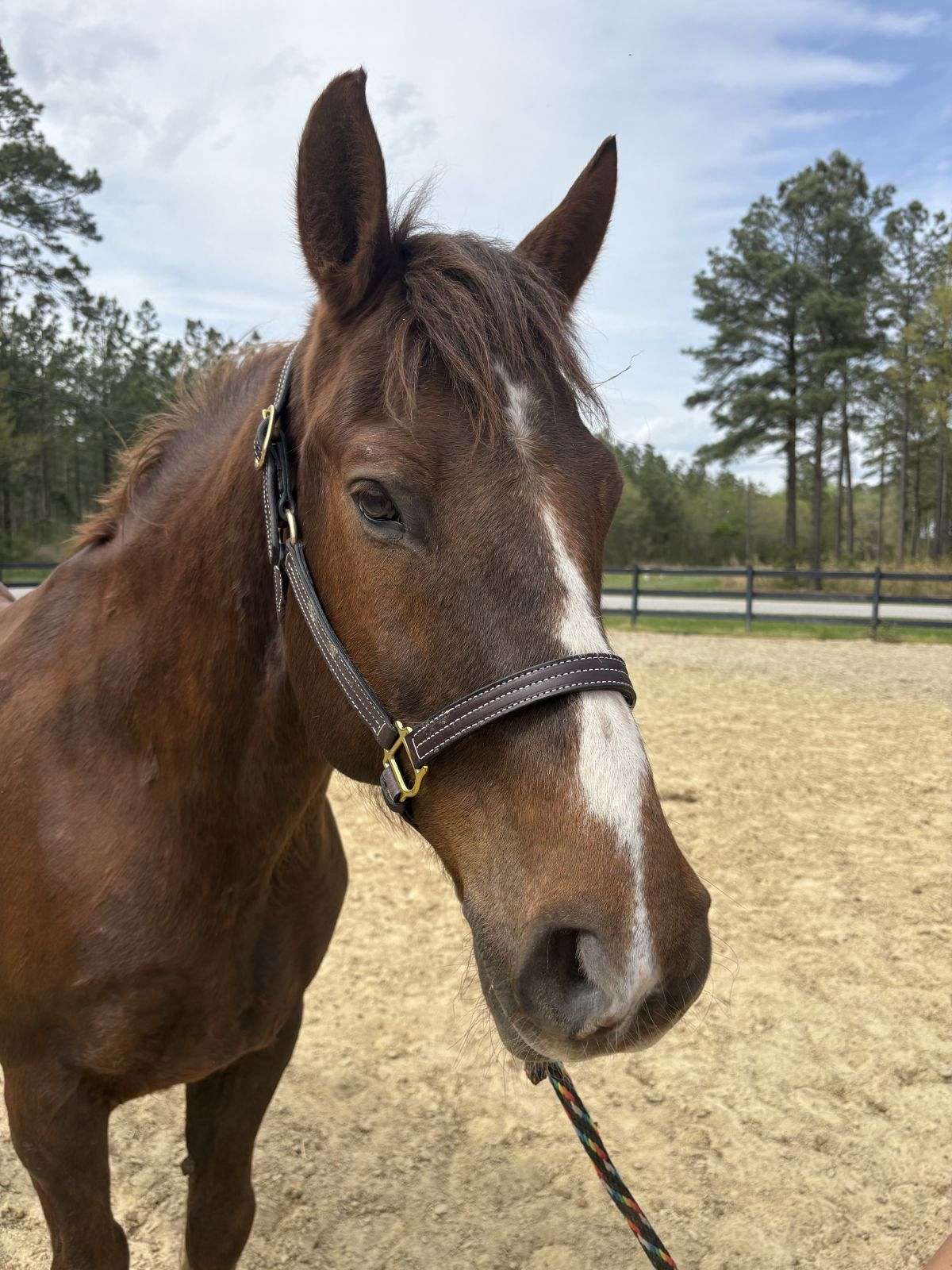 Belgian Morgan Gelding