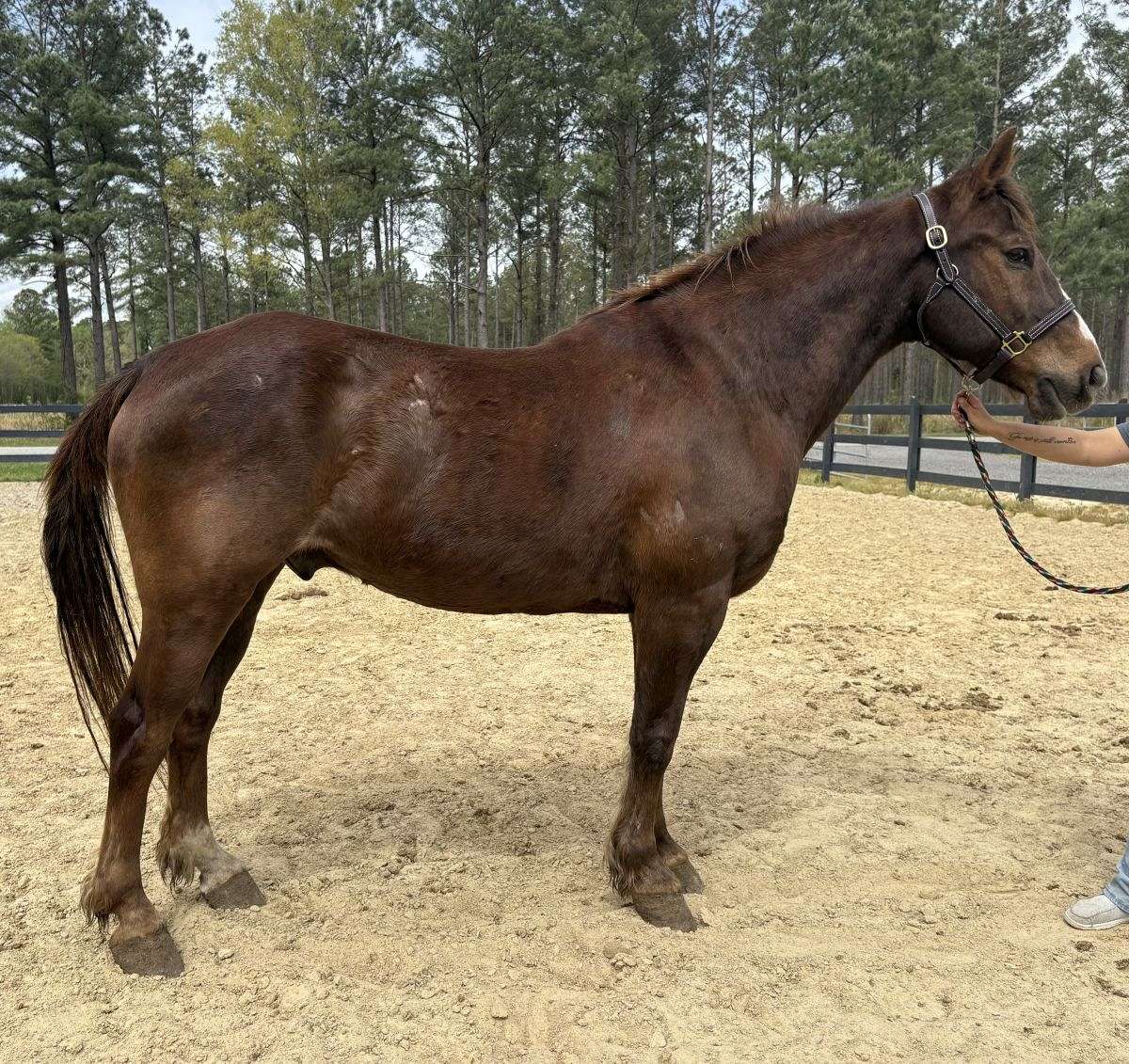 Belgian Morgan Gelding