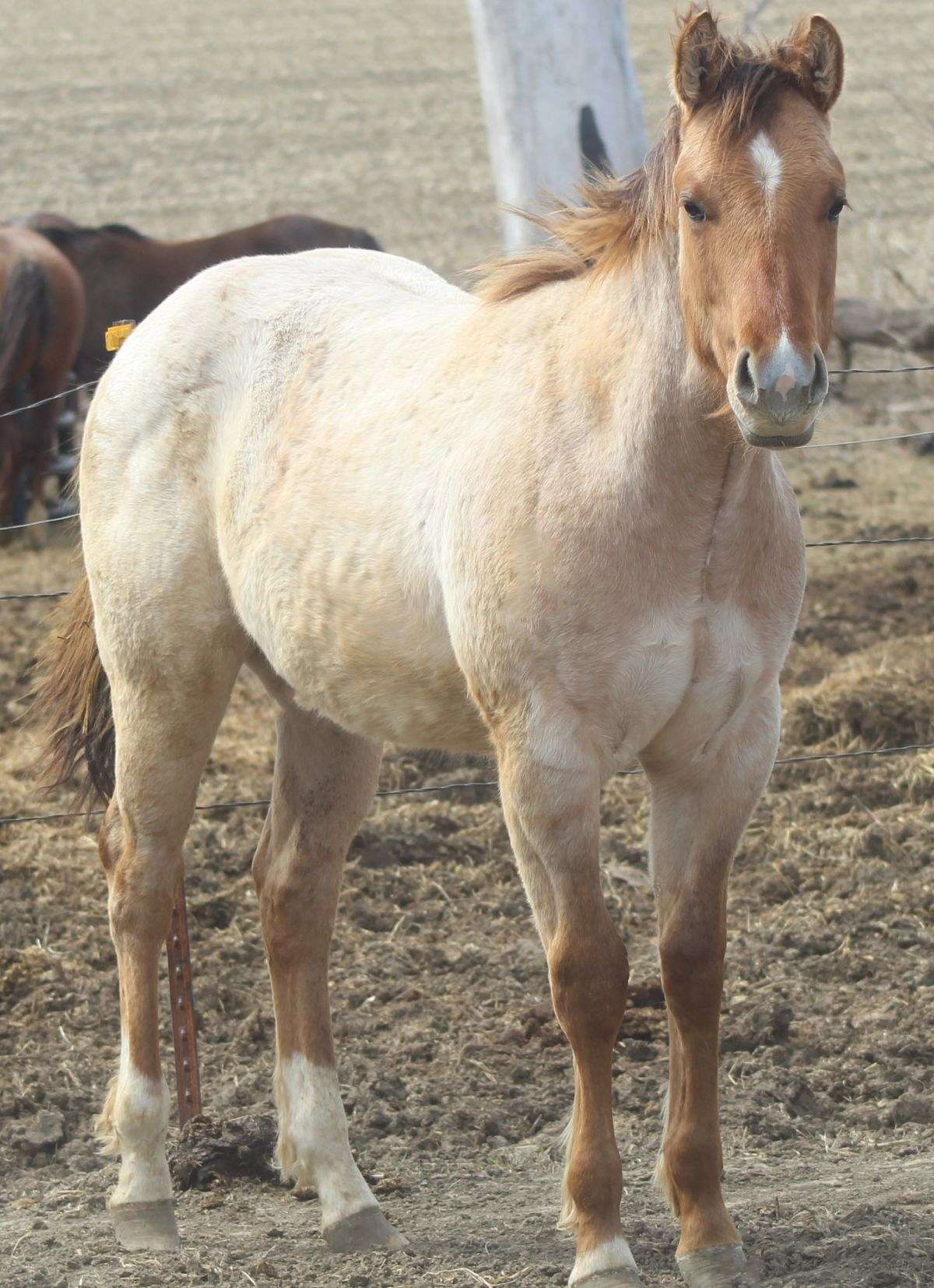 AQHA 2024 Red Dun Roan Pitzer Bred Colt