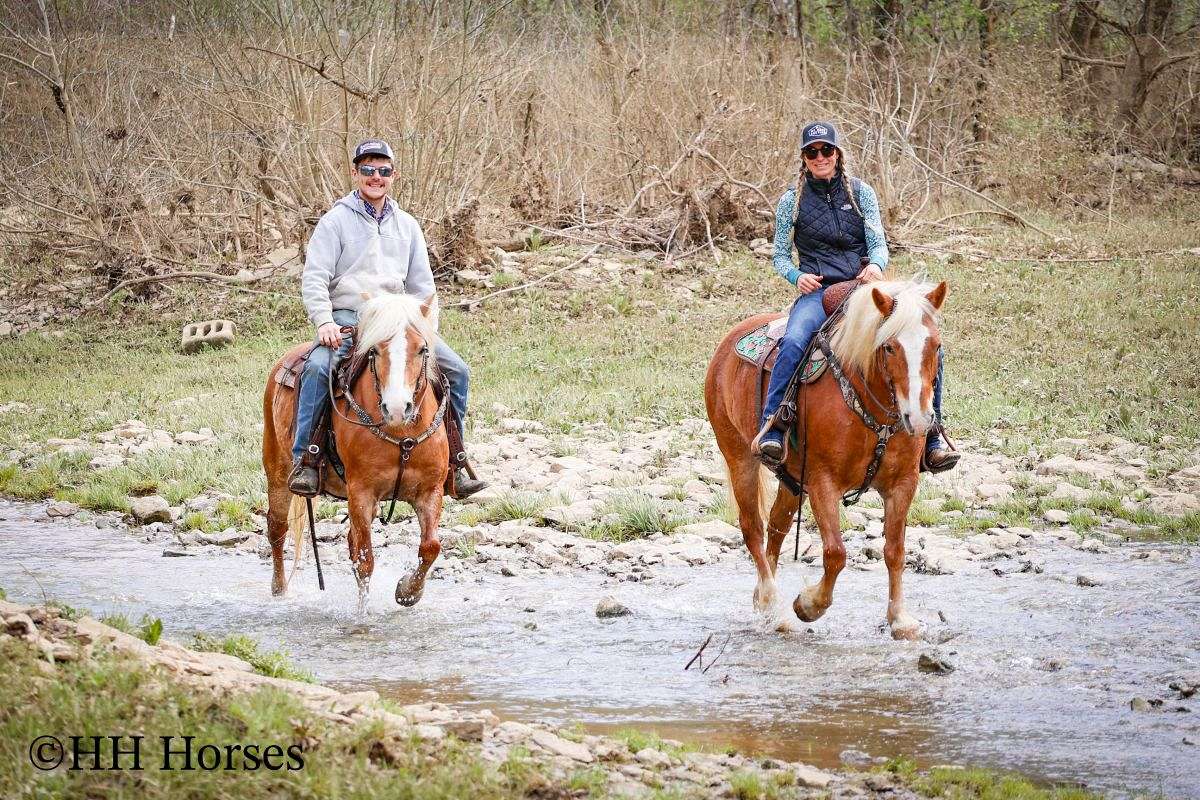 Gorgeous Team of Haflingers Mares, Ride and Drive, Gentle and Quiet