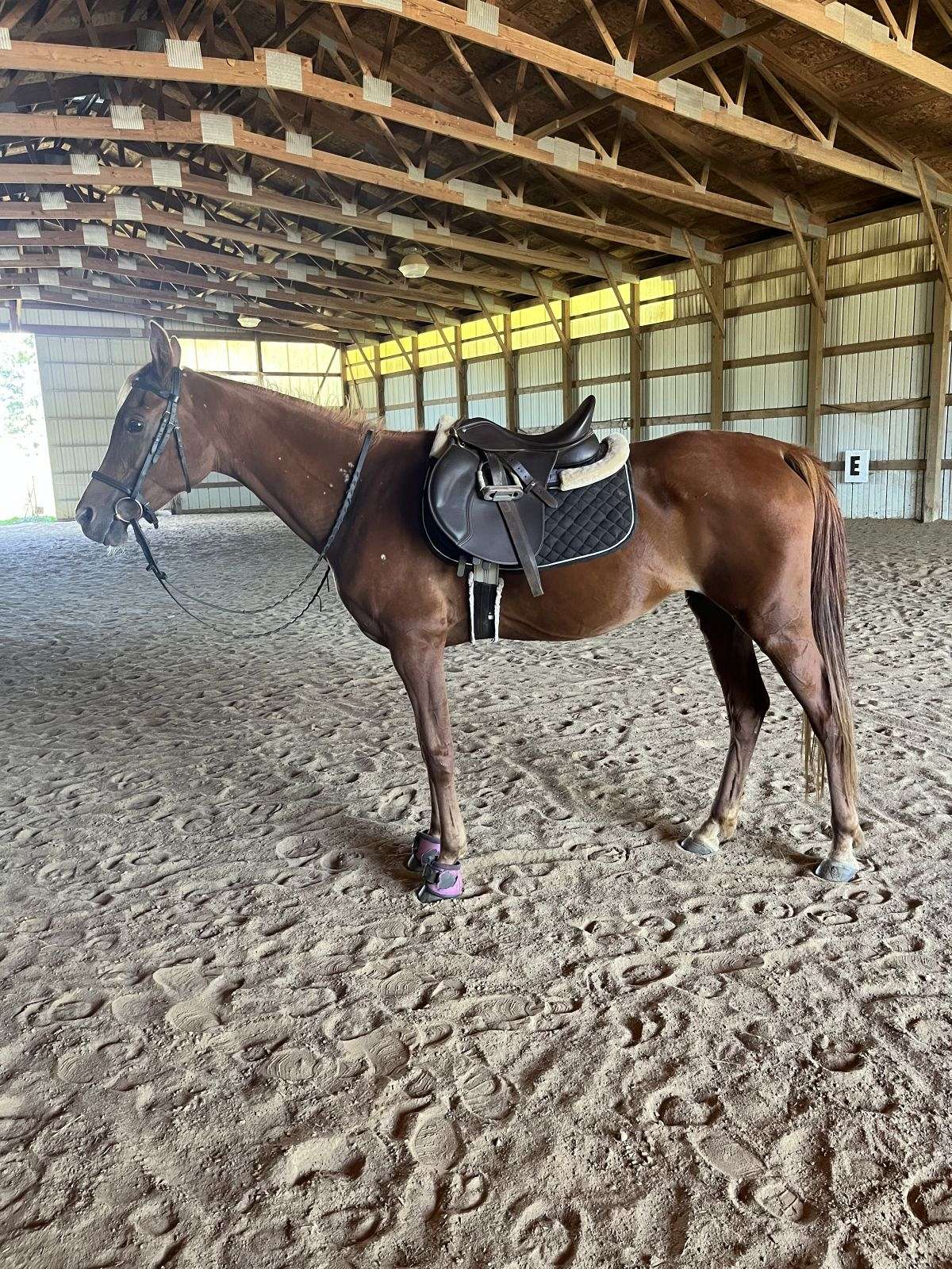 Registered Arabian Teen Favorite