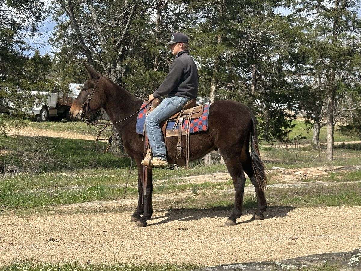 Nice John Mule Gentle Broke to Ride