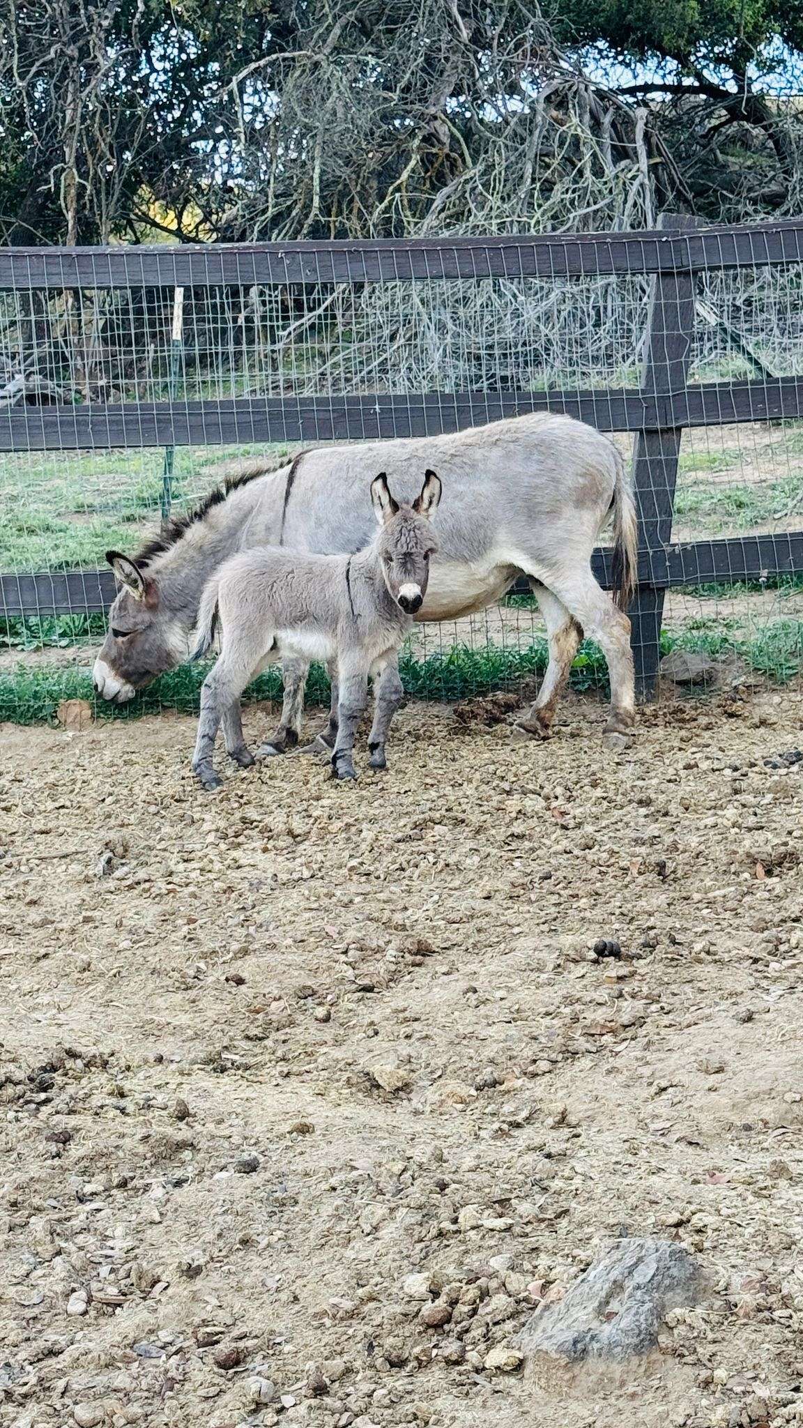 Donkey Jenny With Jack Foal - Burra Miniatura Gris Con Burriquito Macho