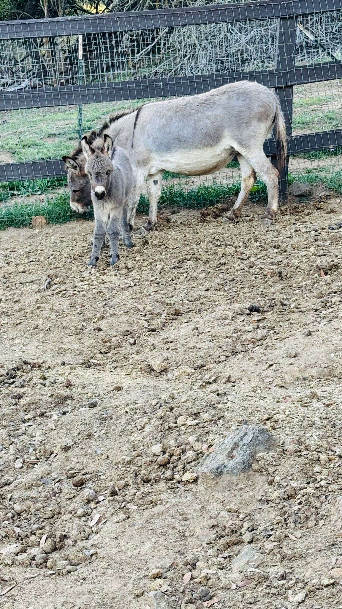 Donkey Jenny With Jack Foal - Burra Miniatura Gris Con Burriquito Macho