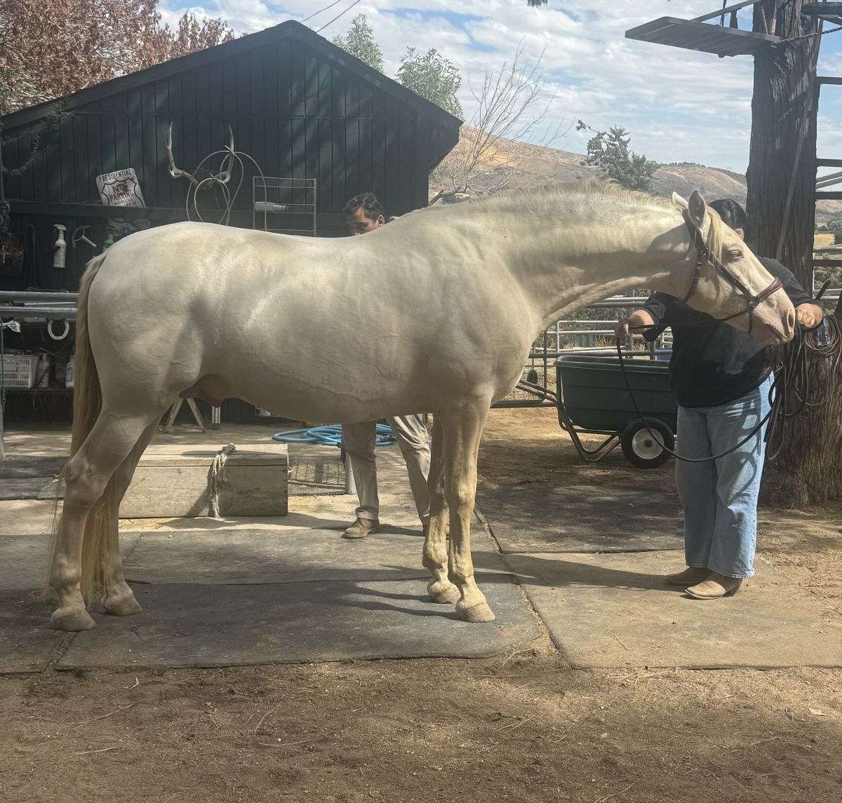 Colt RegistrÓ ANCCE