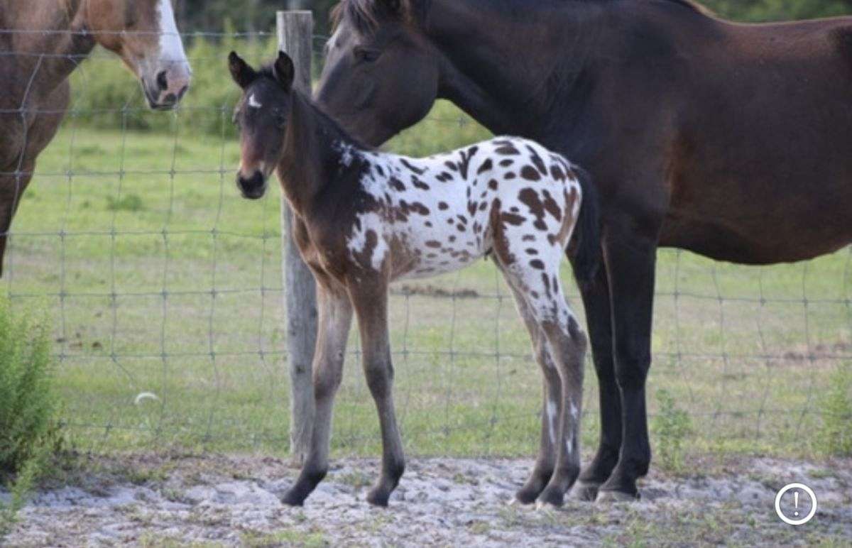 Fancy Leopard Appaloosa Colt, Beautiful Movement
