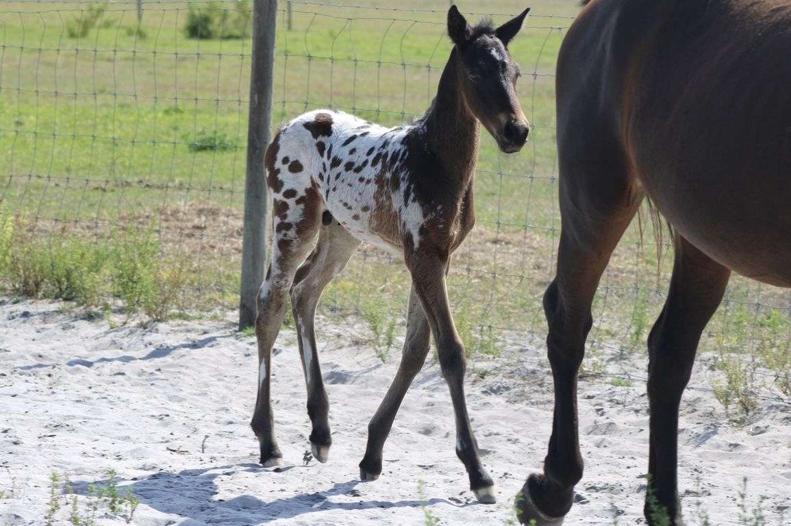 Fancy Leopard Appaloosa Colt, Beautiful Movement