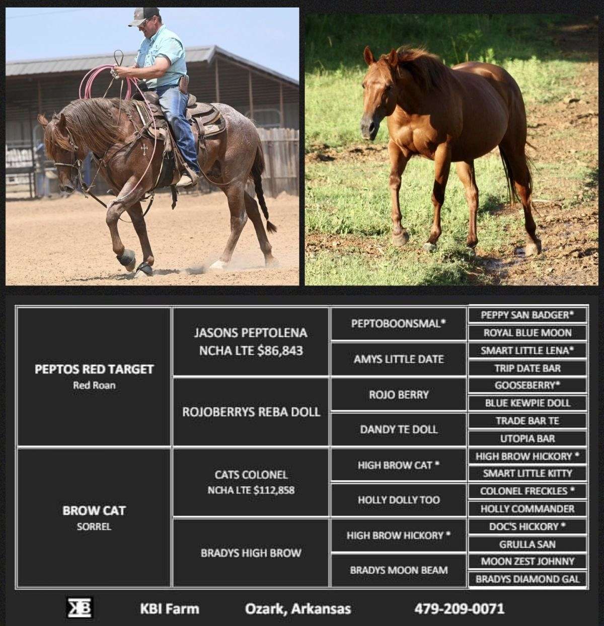 2025 Red Roan Stud Colt. Peptoboonsmal, High Brow Cat & High Brow Hickory