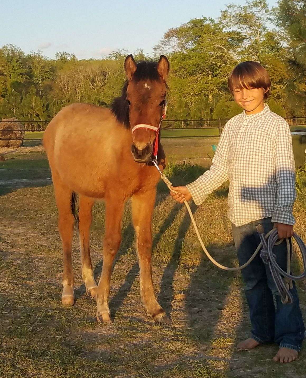 Quarter Horse/Norwegian Fjord Weanling Filly