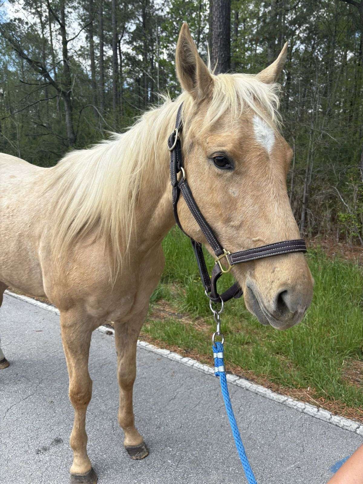 Gentle Palomino Mare