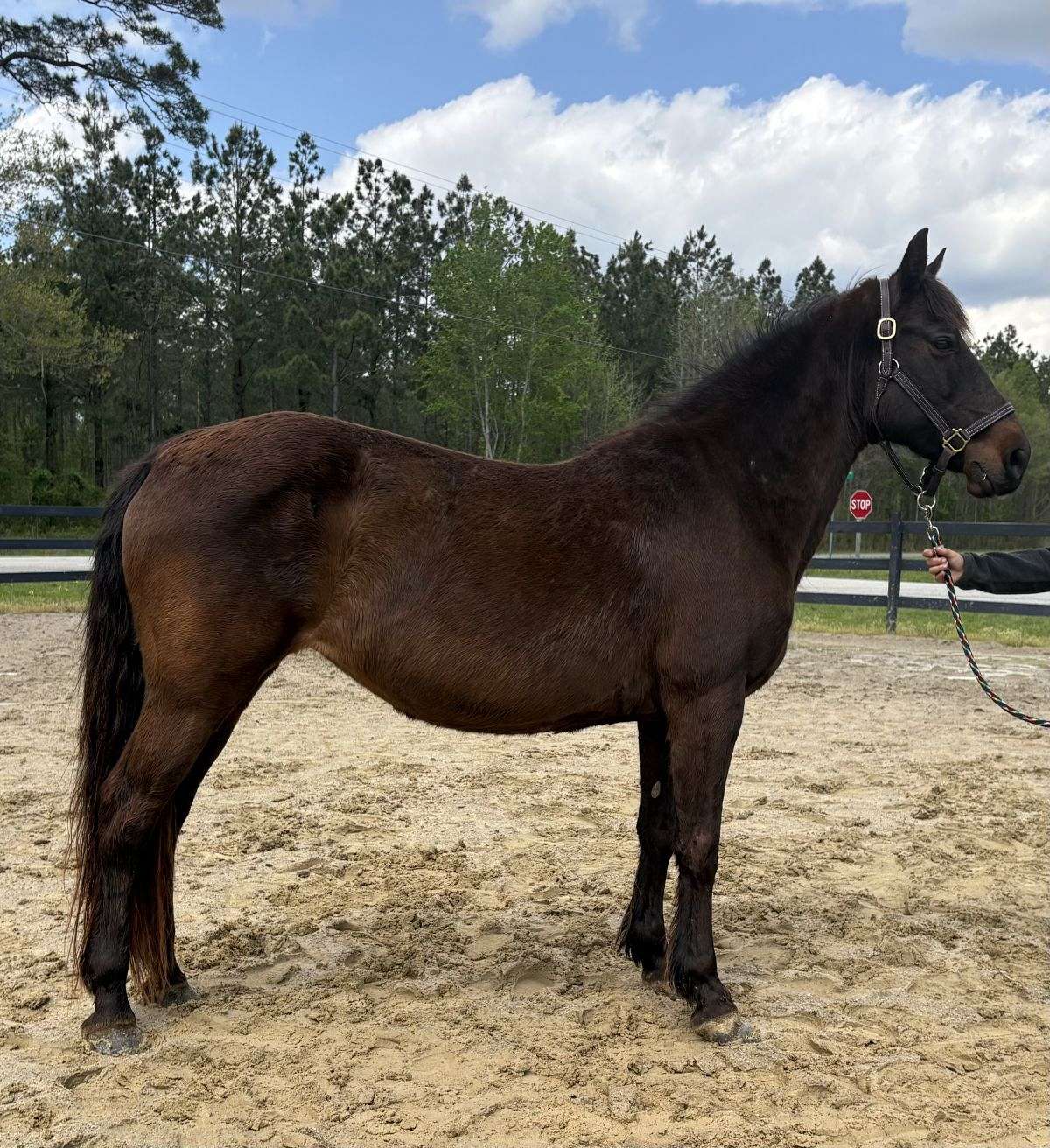 Bay Morgan Mare