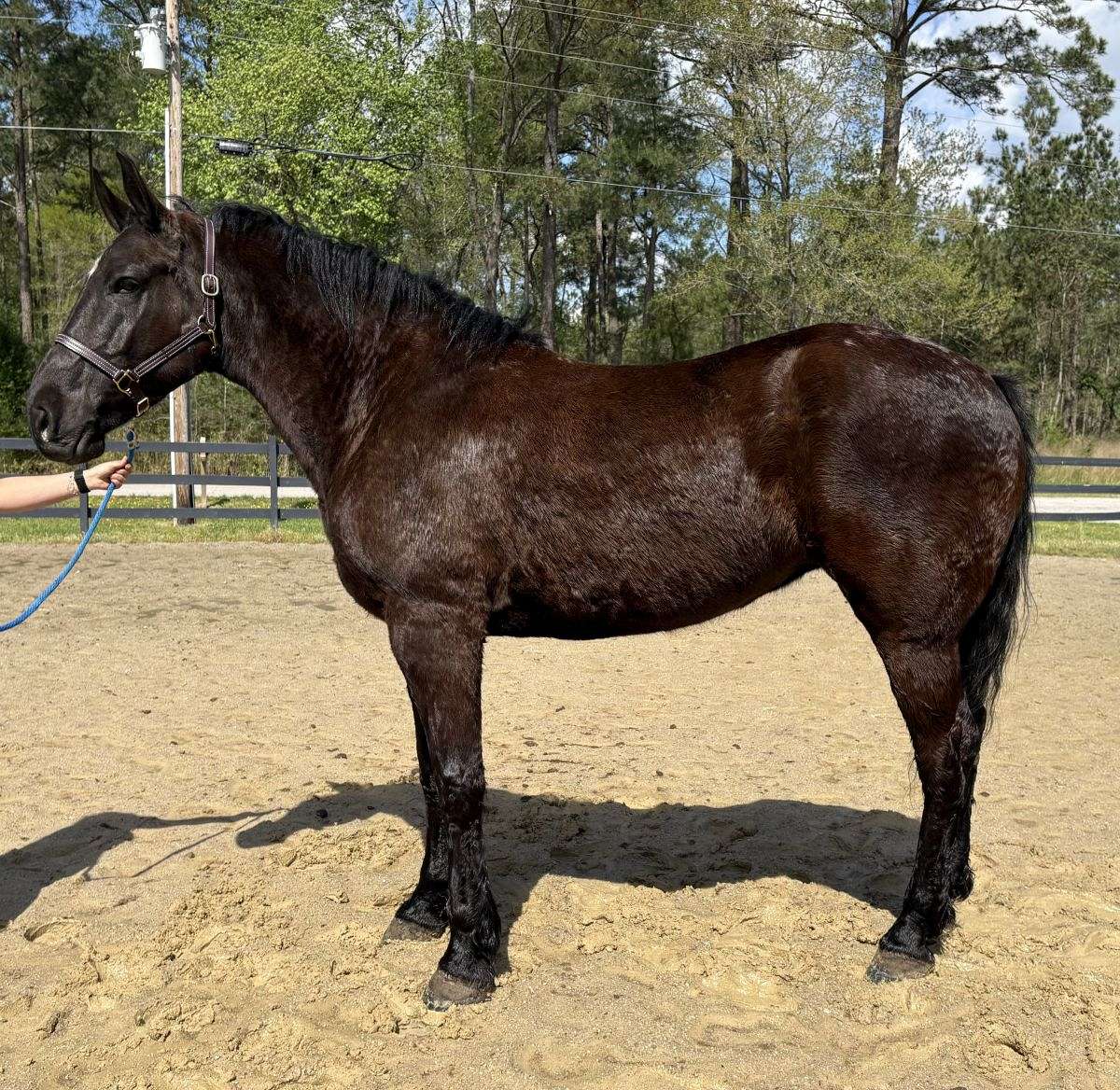 Percheron QH Mare