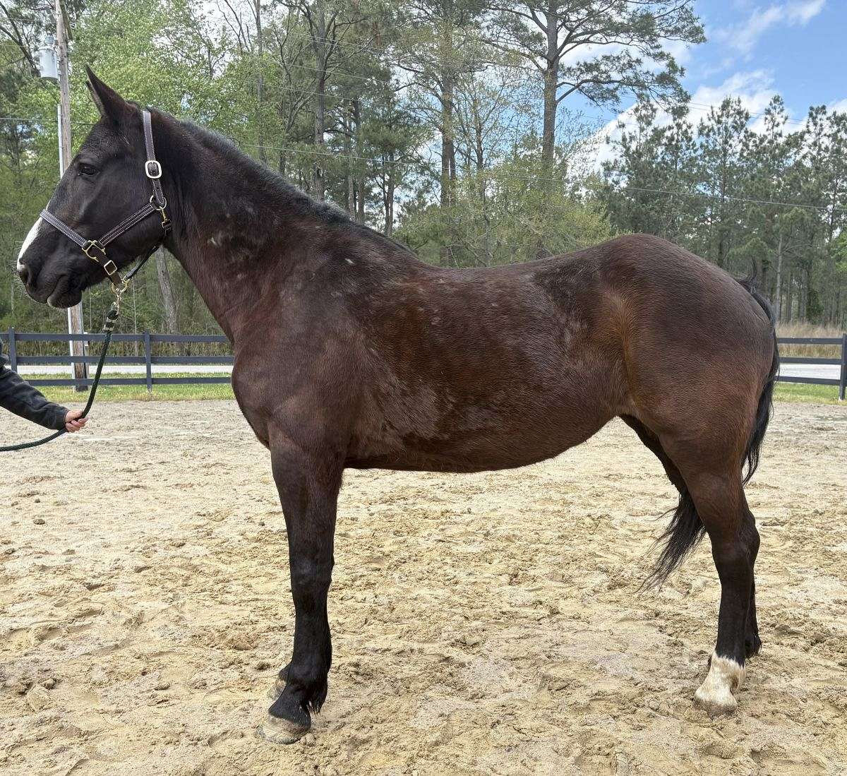 Percheron Morgan Mare
