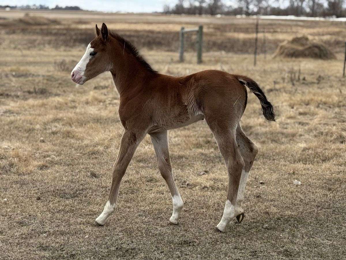 Titans Dakota Spook - Spook