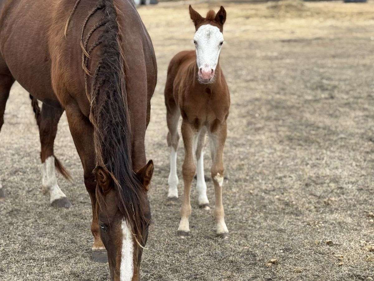 Roxanna Inferno - Annie