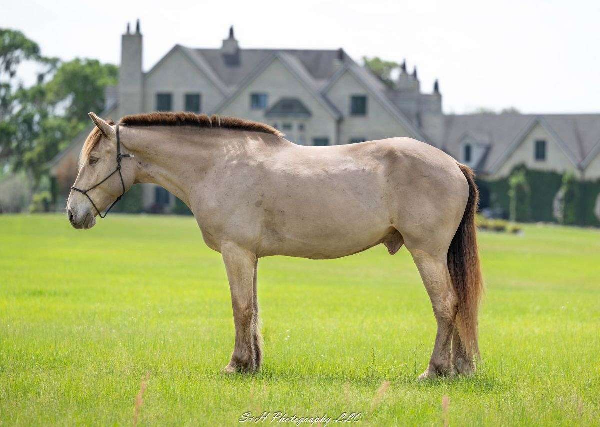 Gorgeous Champagne Draft- Great Trail Horse, Husband Horse!