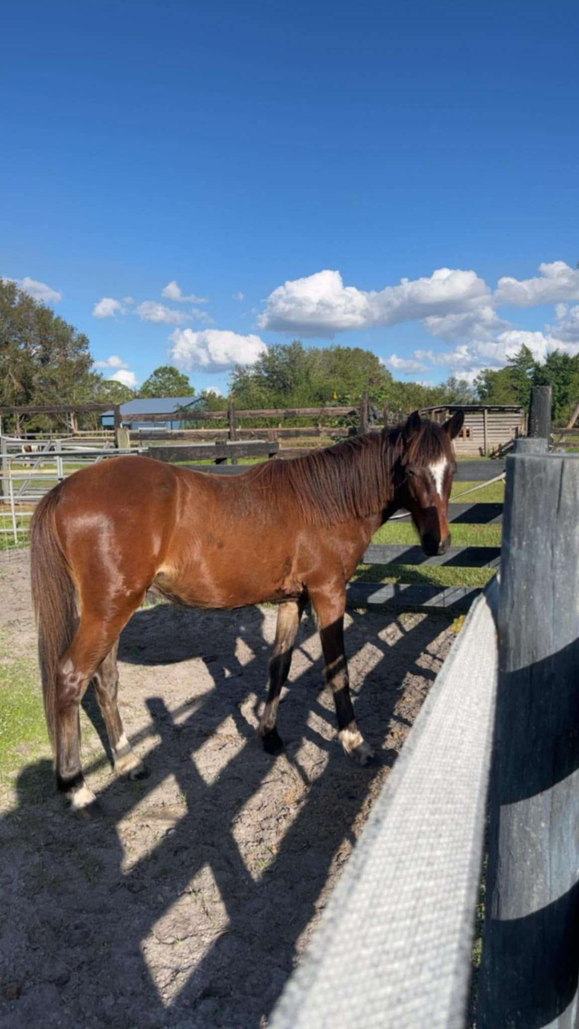 Bay Grade Gelding