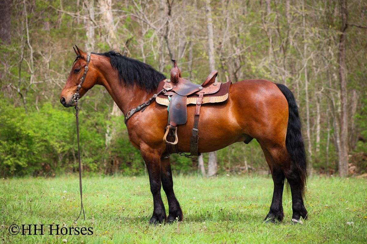 Well Trained, Super Civilized Registered Bay Friesian Sport Horse Gelding