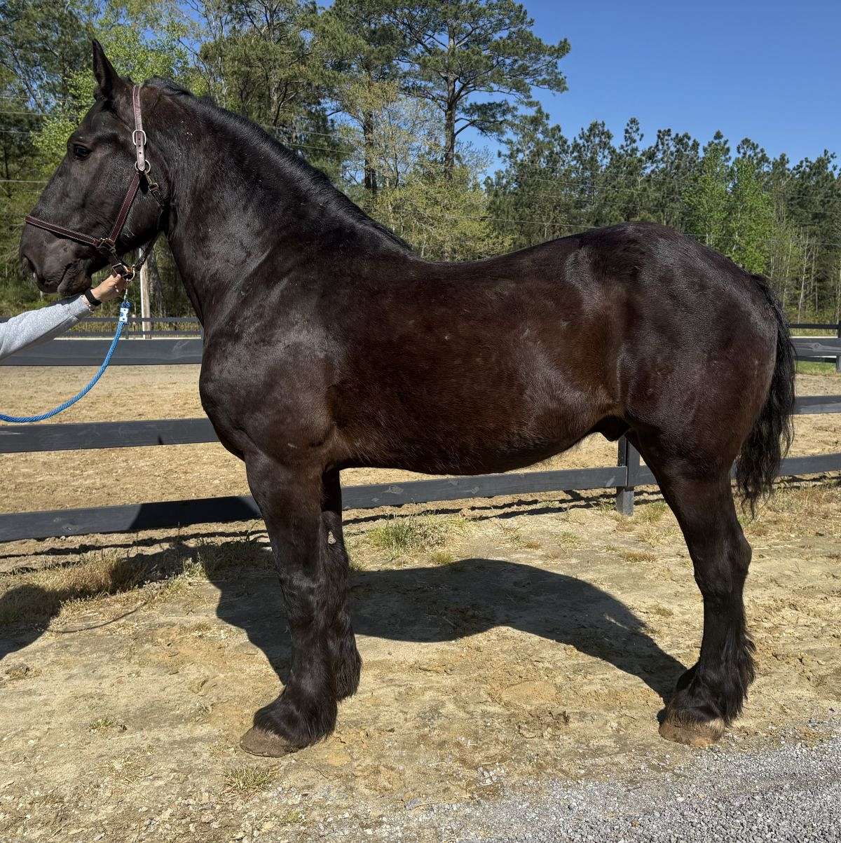 Beginner Safe Percheron