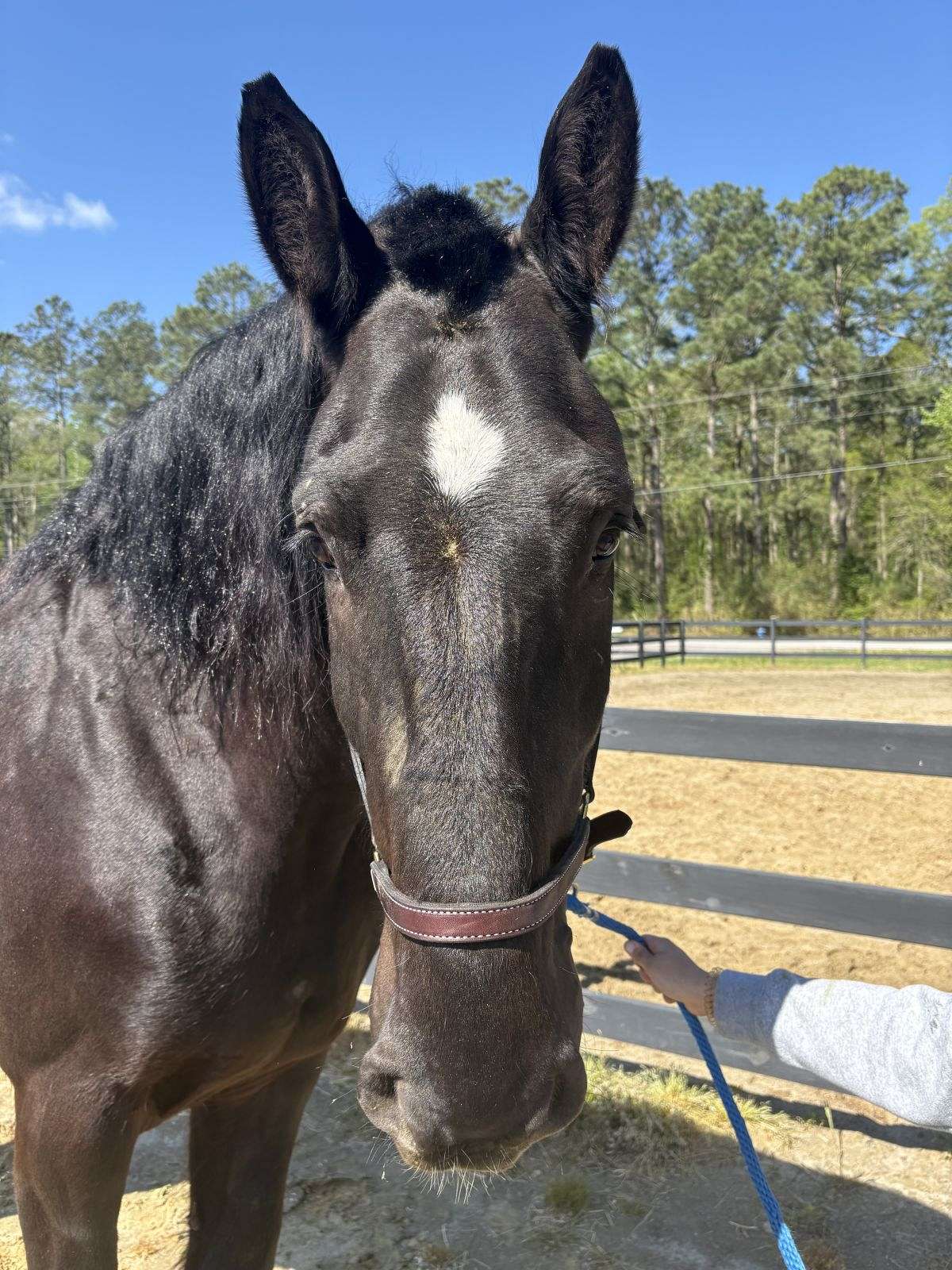 Beginner Safe Percheron