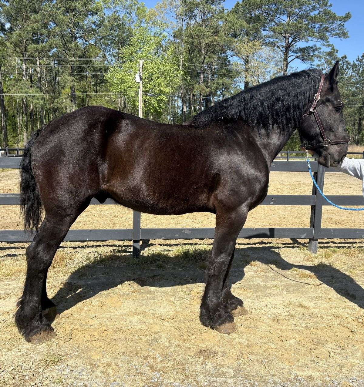 Beginner Safe Percheron