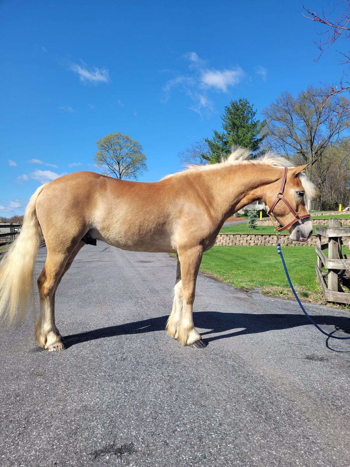 Registered Sporty Gelding
