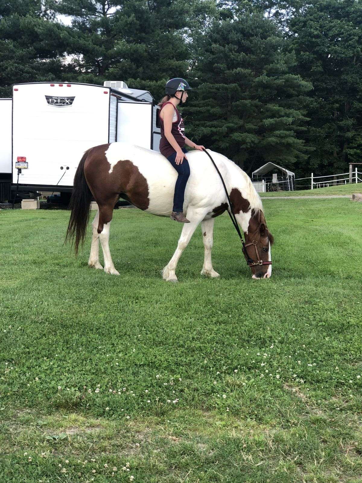 Gentle Flashy Missouri Fox Trotter Mare