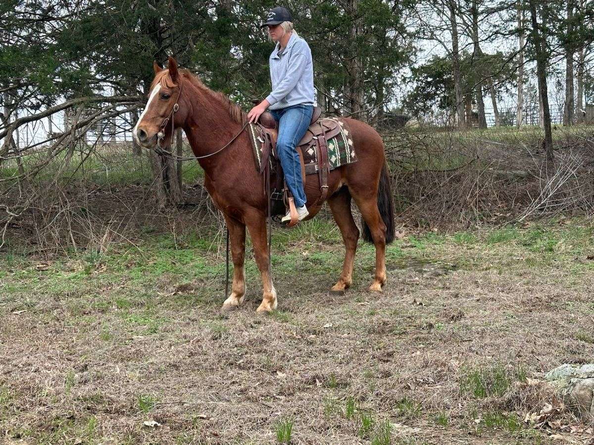 Gentle Fox Trotter Gelding Broke to Ride - Justice
