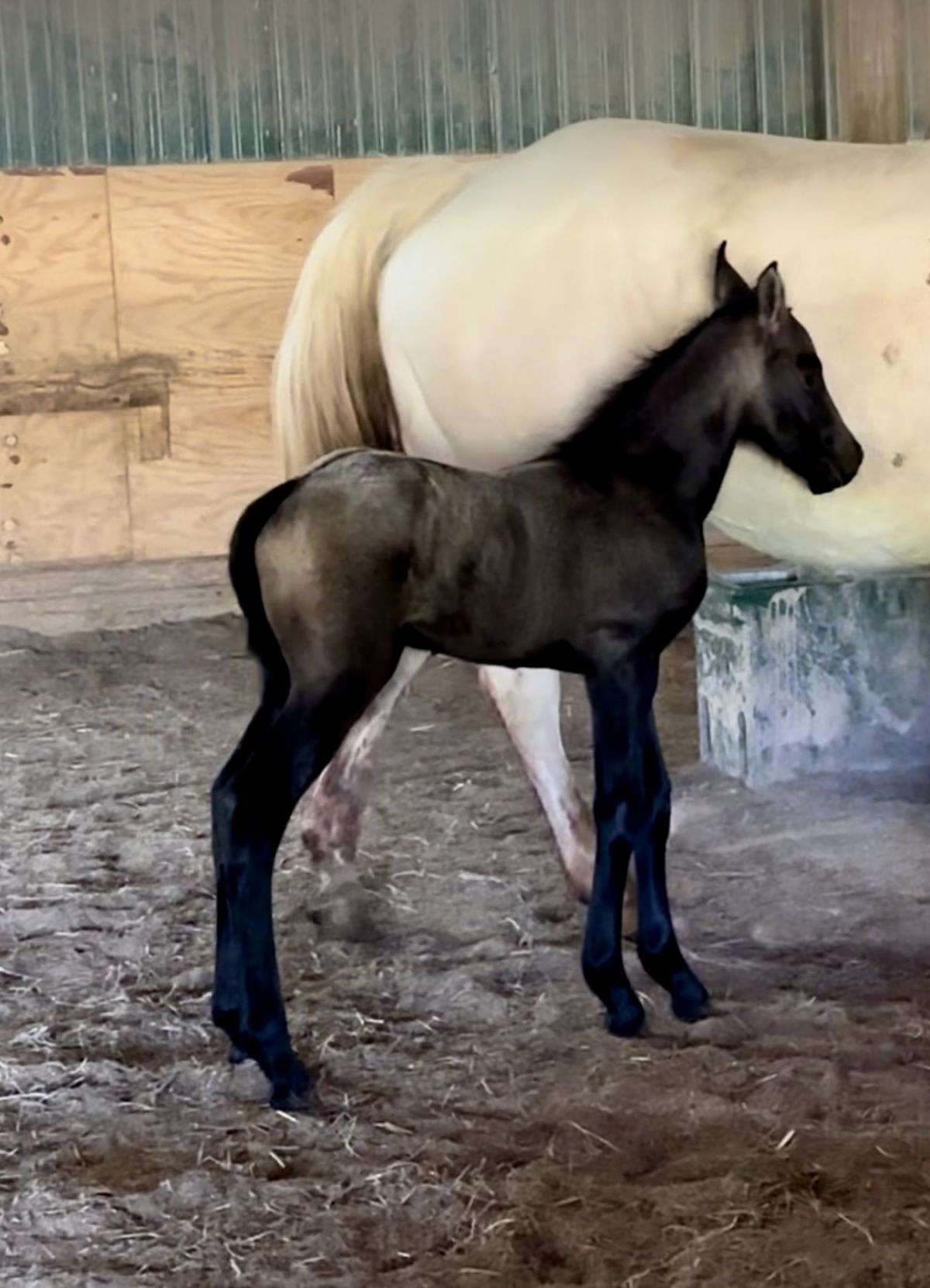 Friesian/AQHA Sporthorse Filly Witten Creek Foxyfrost