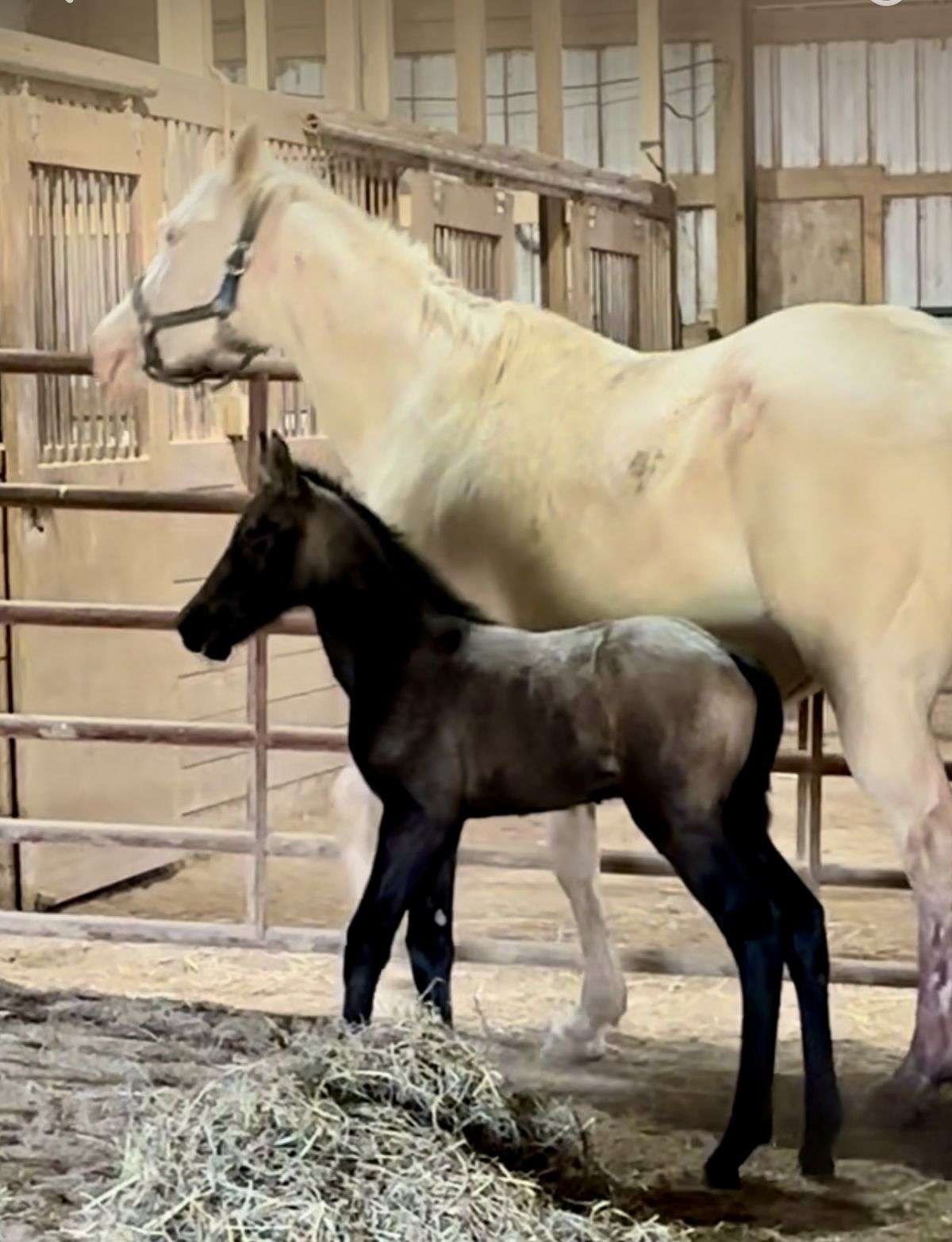 Friesian/AQHA Sporthorse Filly Witten Creek Foxyfrost