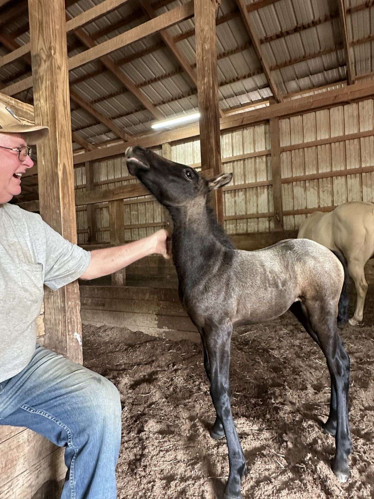 Friesian/AQHA Sporthorse Filly Witten Creek Foxyfrost