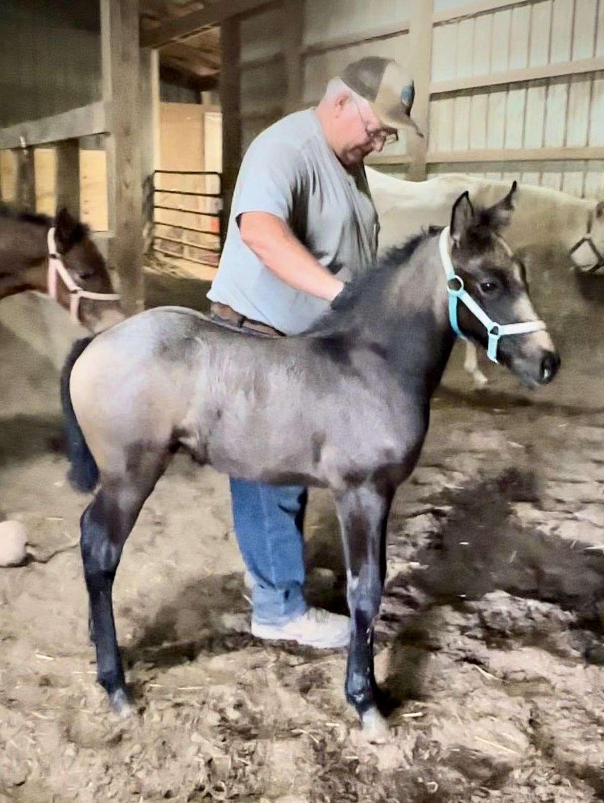 Friesian/AQHA Sporthorse Filly Witten Creek Foxyfrost