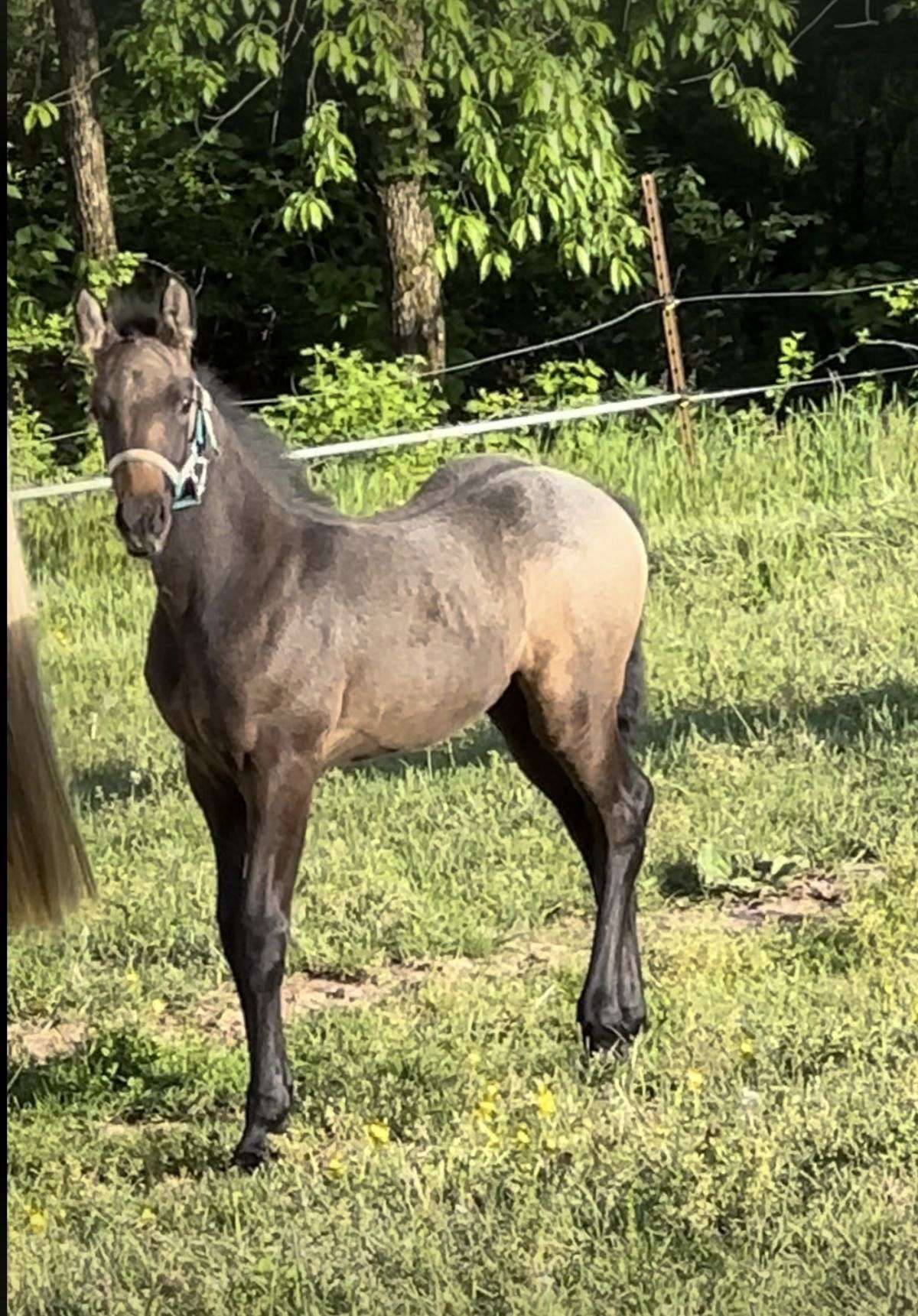Friesian/AQHA Sporthorse Filly Witten Creek Foxyfrost