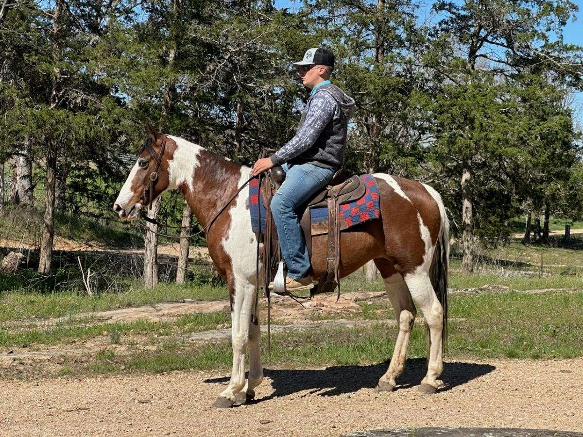 Nice Fox Trotter Broke for About Anyone - Dixie