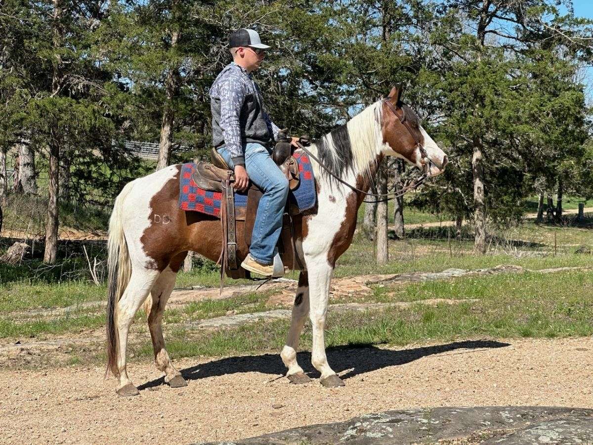 Nice Fox Trotter Broke for About Anyone - Dixie