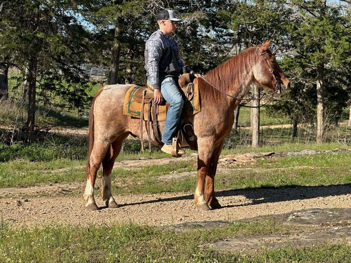 Gentle Red Roan Gelding Broke to Ride - Mike