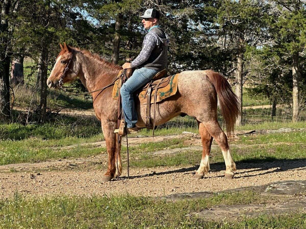 Gentle Red Roan Gelding Broke to Ride - Mike