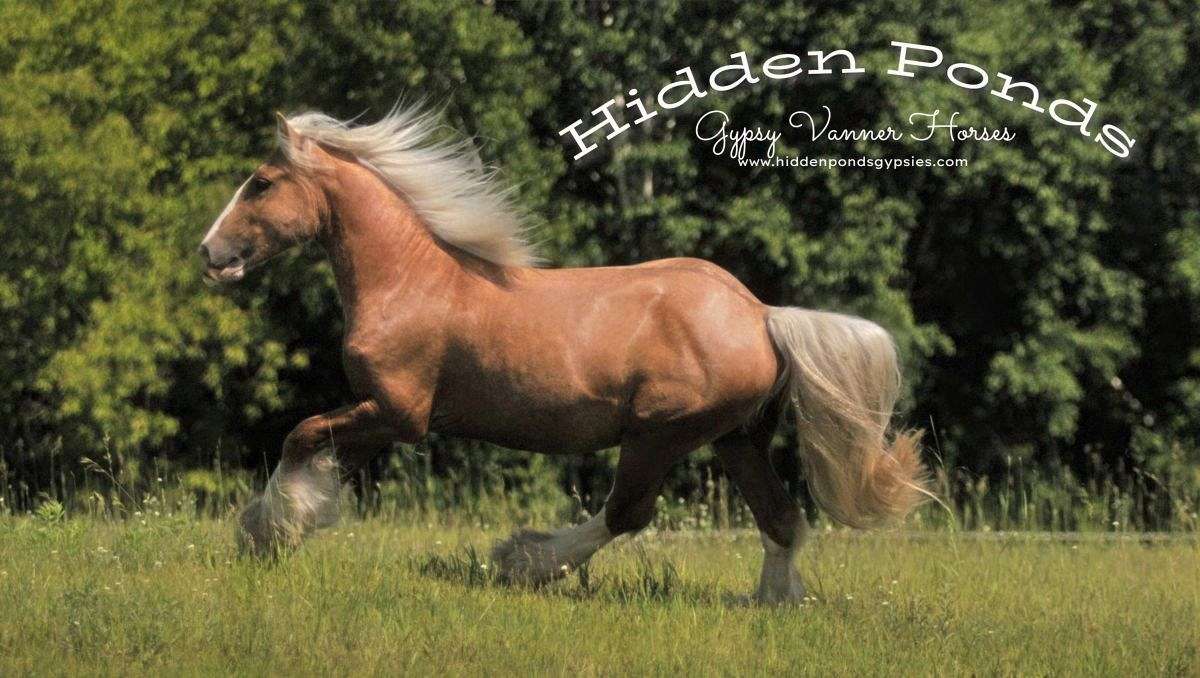 Golden Palomino Gypsy Vanner Stallion