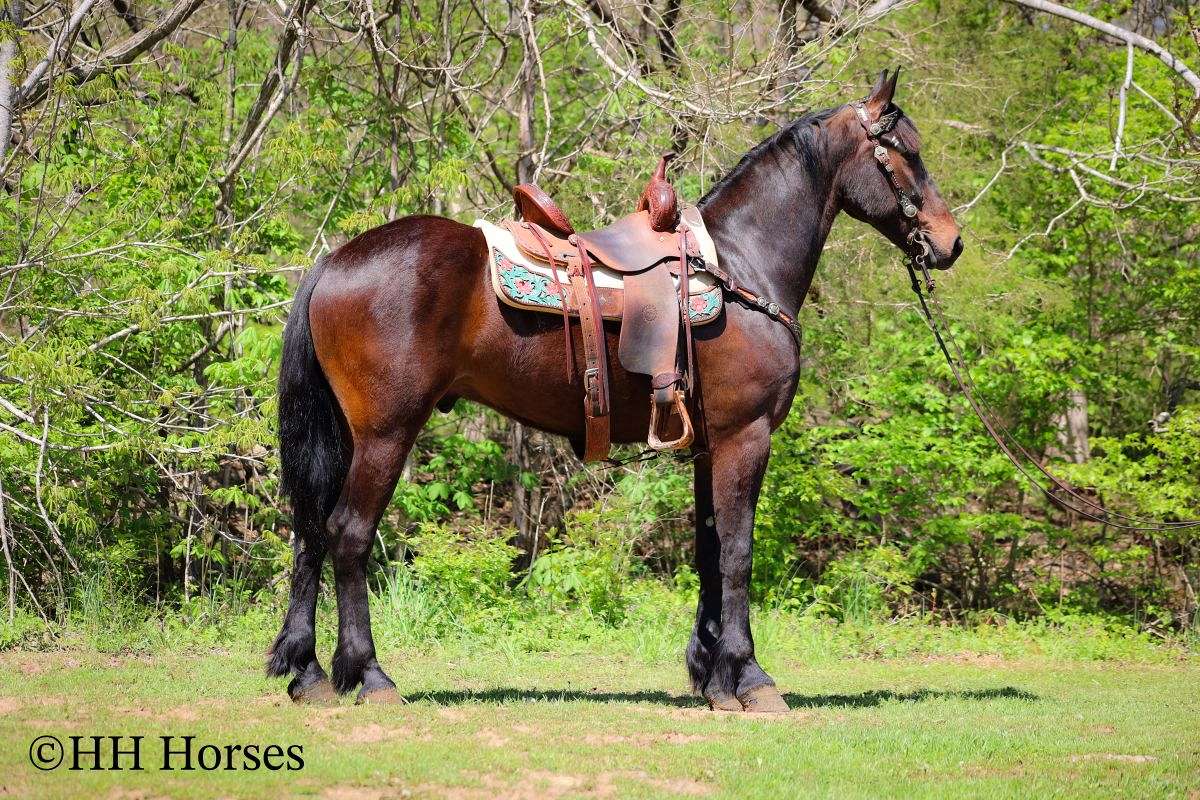 Very Gentle Registere Bay Friesian Blood Horse Gelding, Ride & Drive