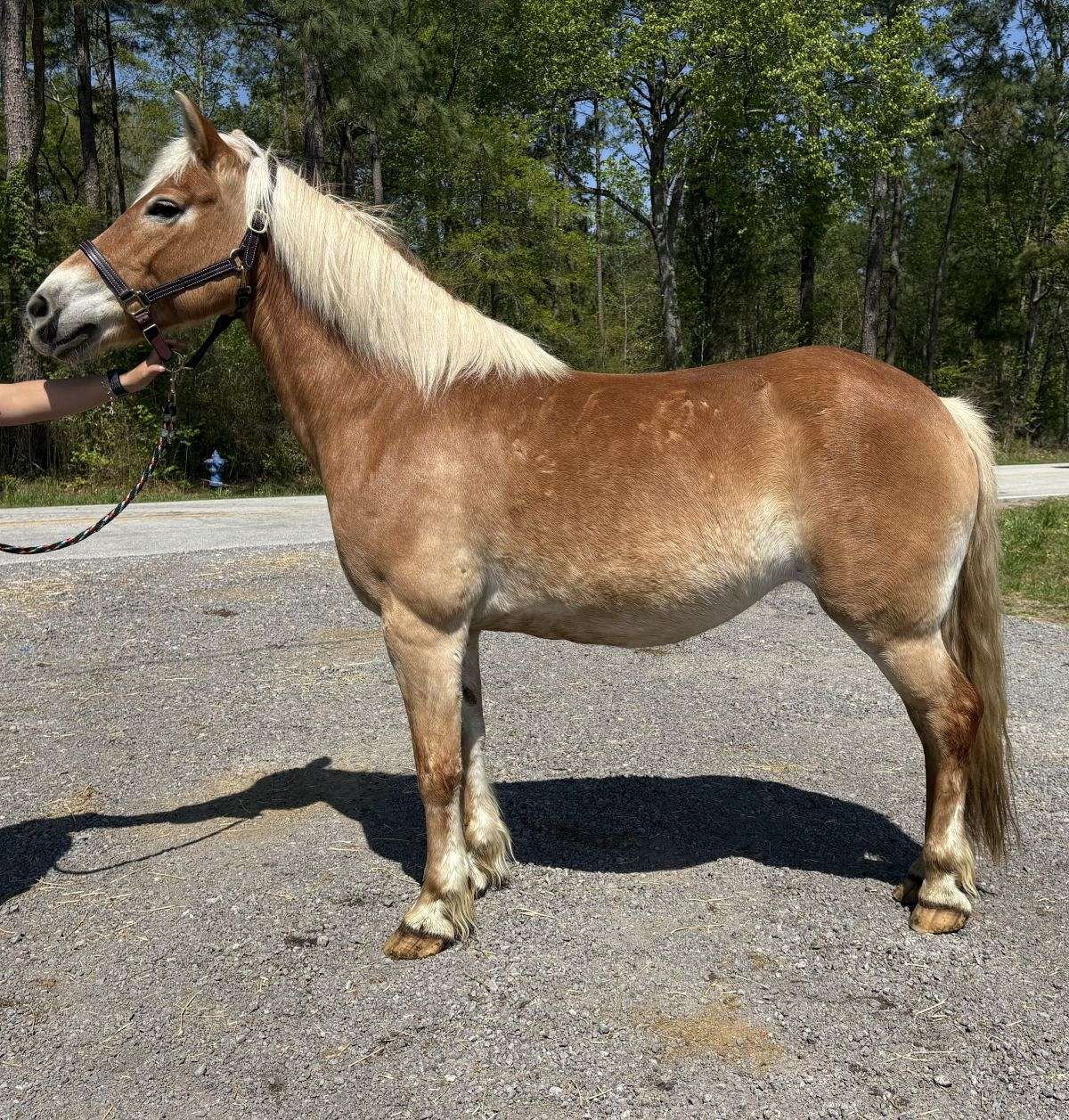 Gentle Haflinger Mare