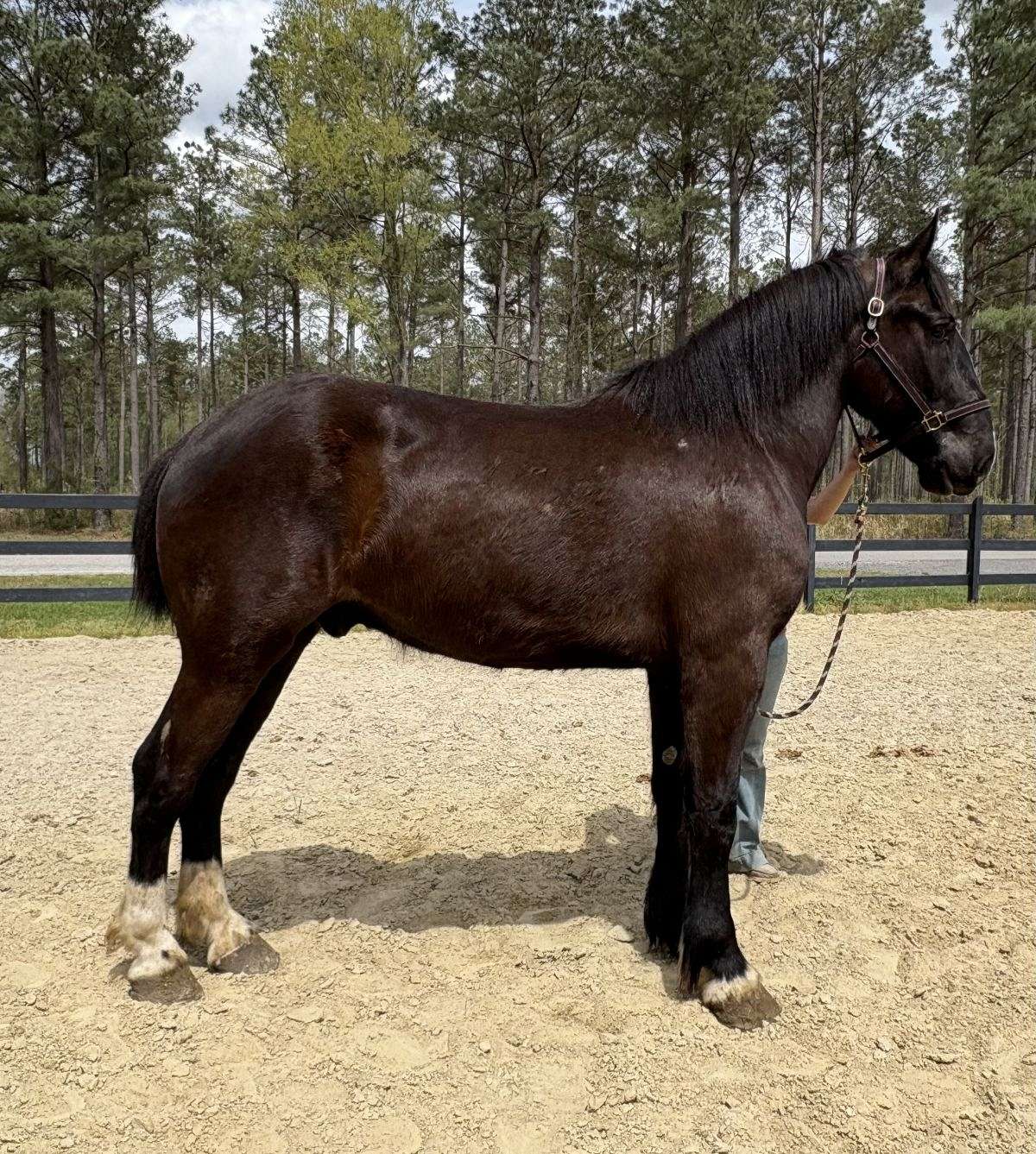 Gentle Percheron Gelding