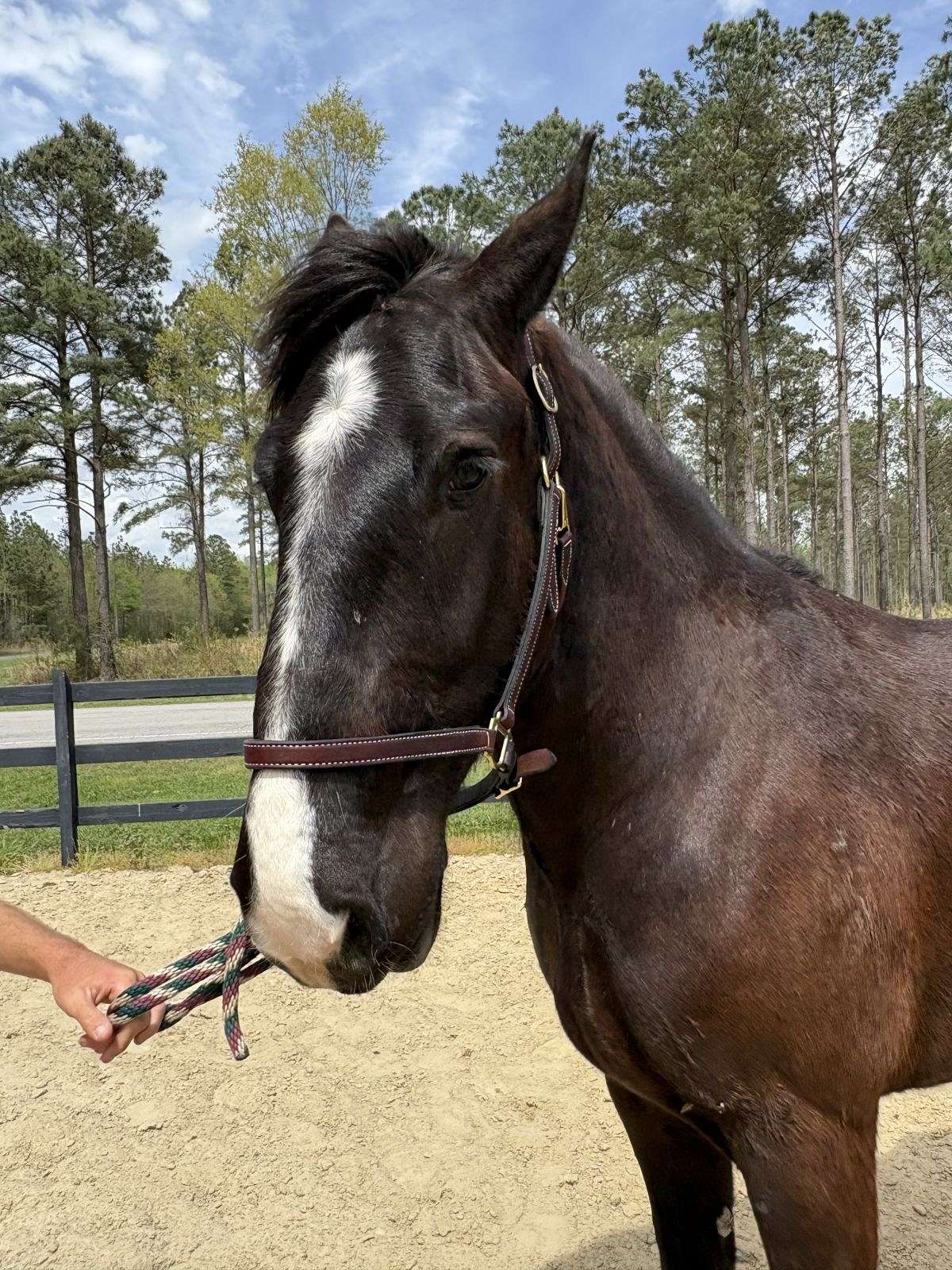 Gentle Percheron Gelding