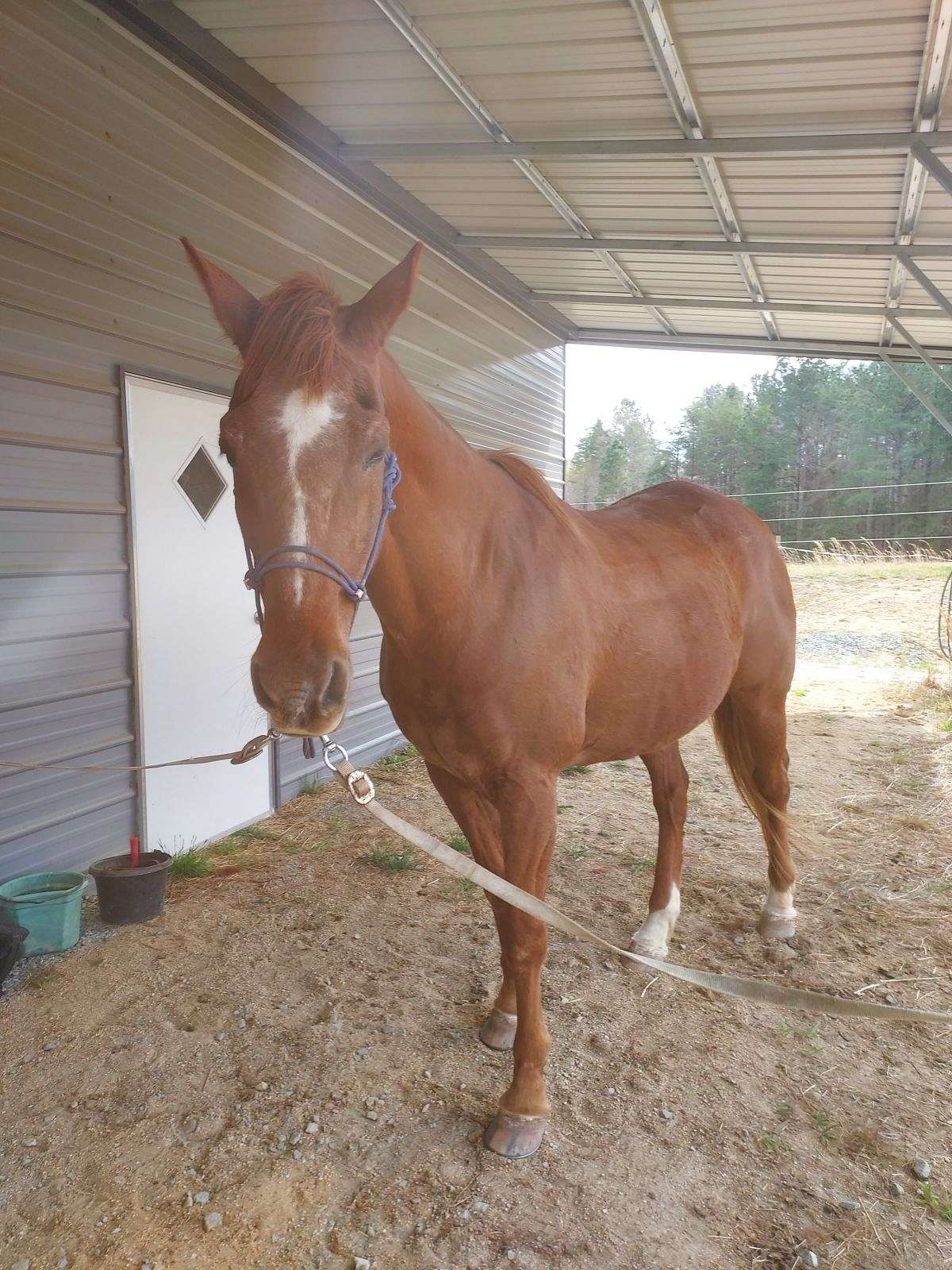 Senior Beginner Safe Gelding