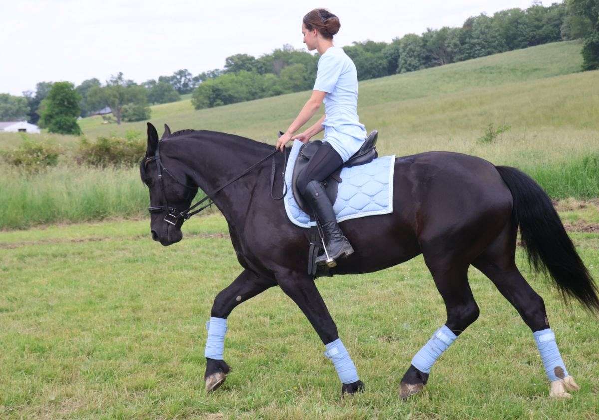 Versatile, Sweet, Fresian Cross Mare, Dressage, Trail, Western