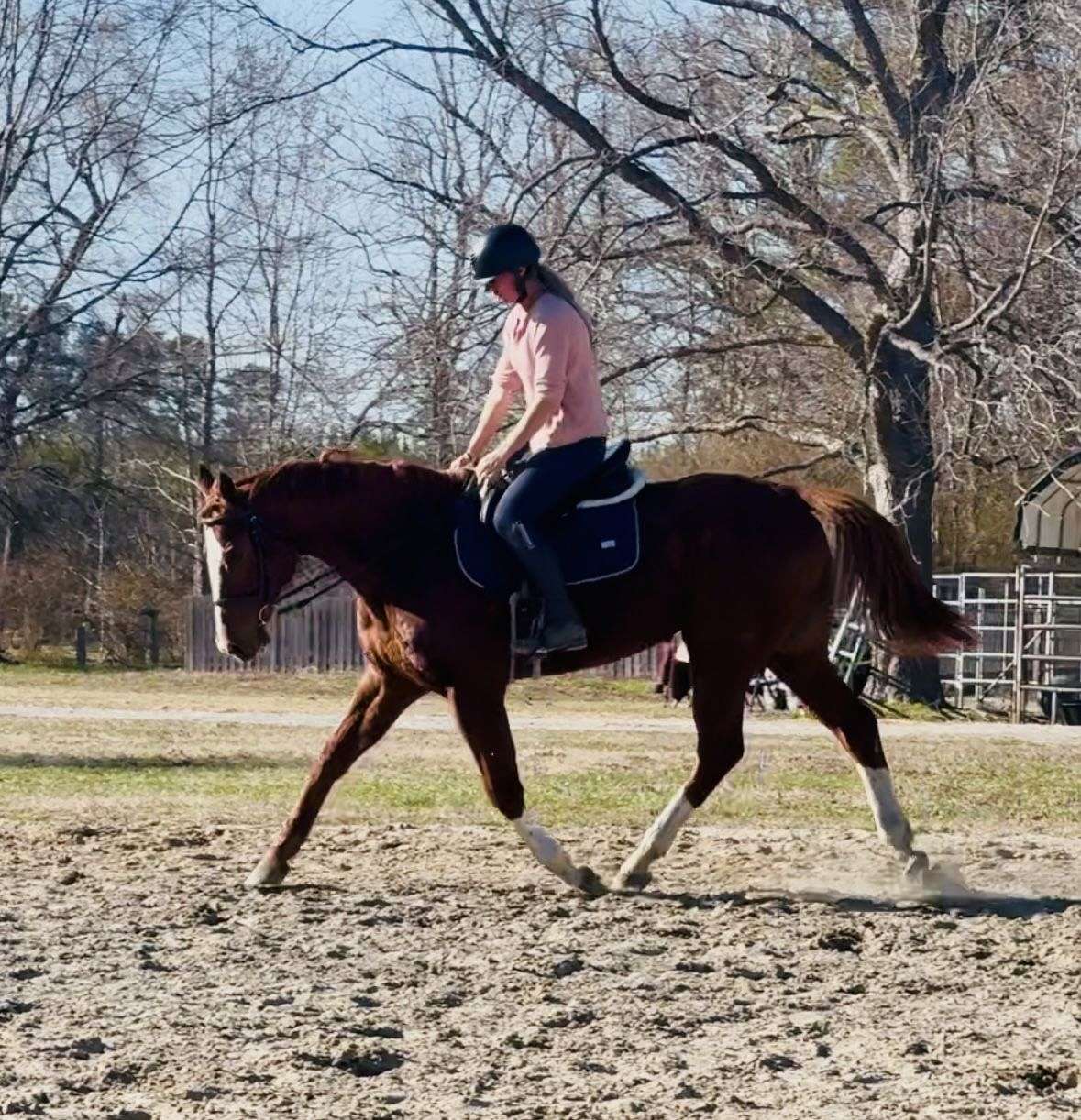 Appendix Gelding With All the Chrome!