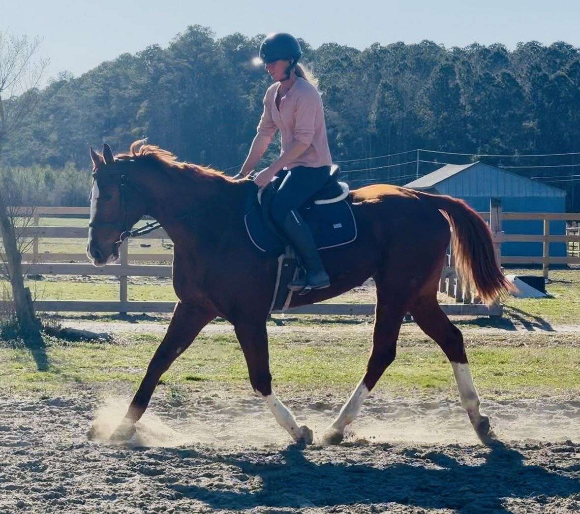 Appendix Gelding With All the Chrome!