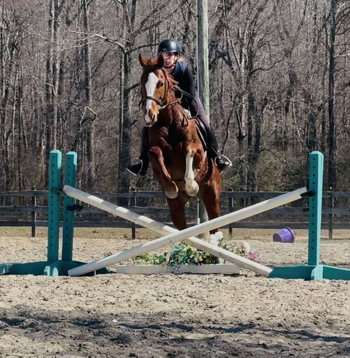 Appendix Gelding With All the Chrome!