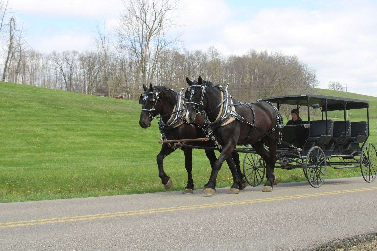Beautiful Team Percheron Geldings