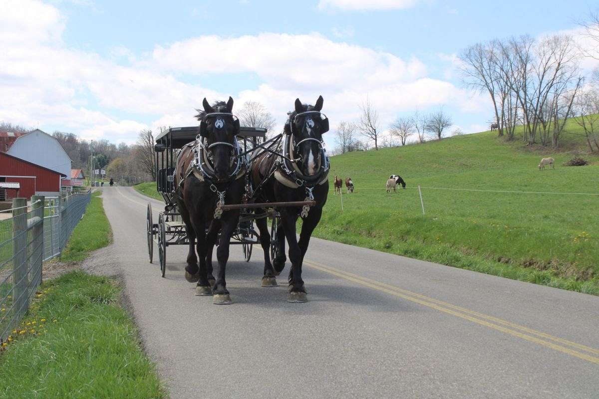 Beautiful Team Percheron Geldings